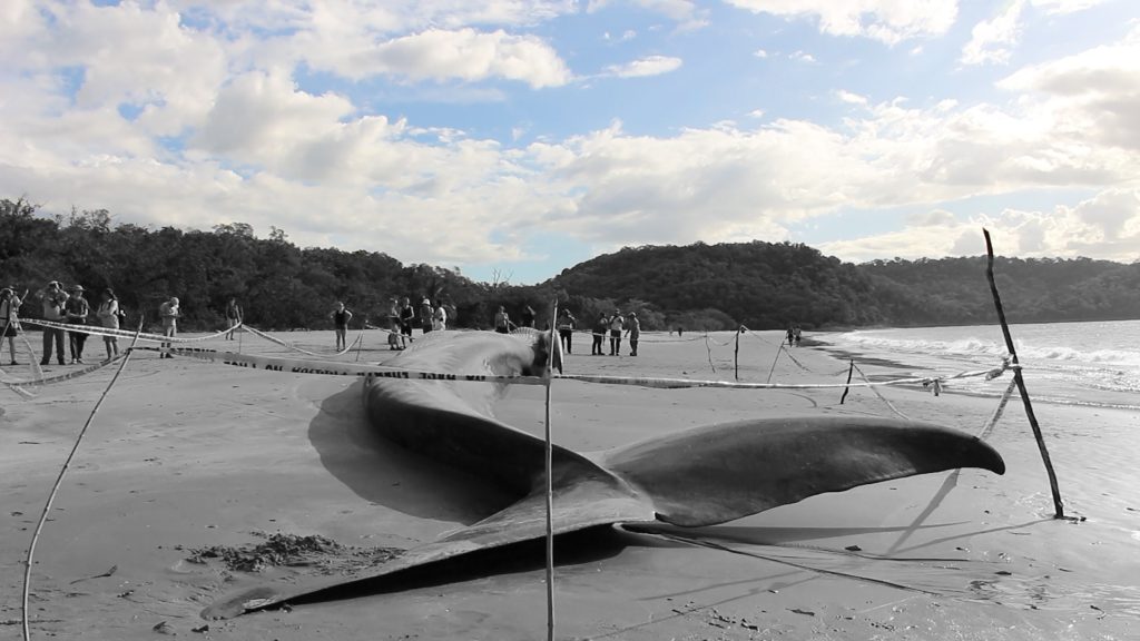 Once in a Lifetime « Allison Maria Rodriguez